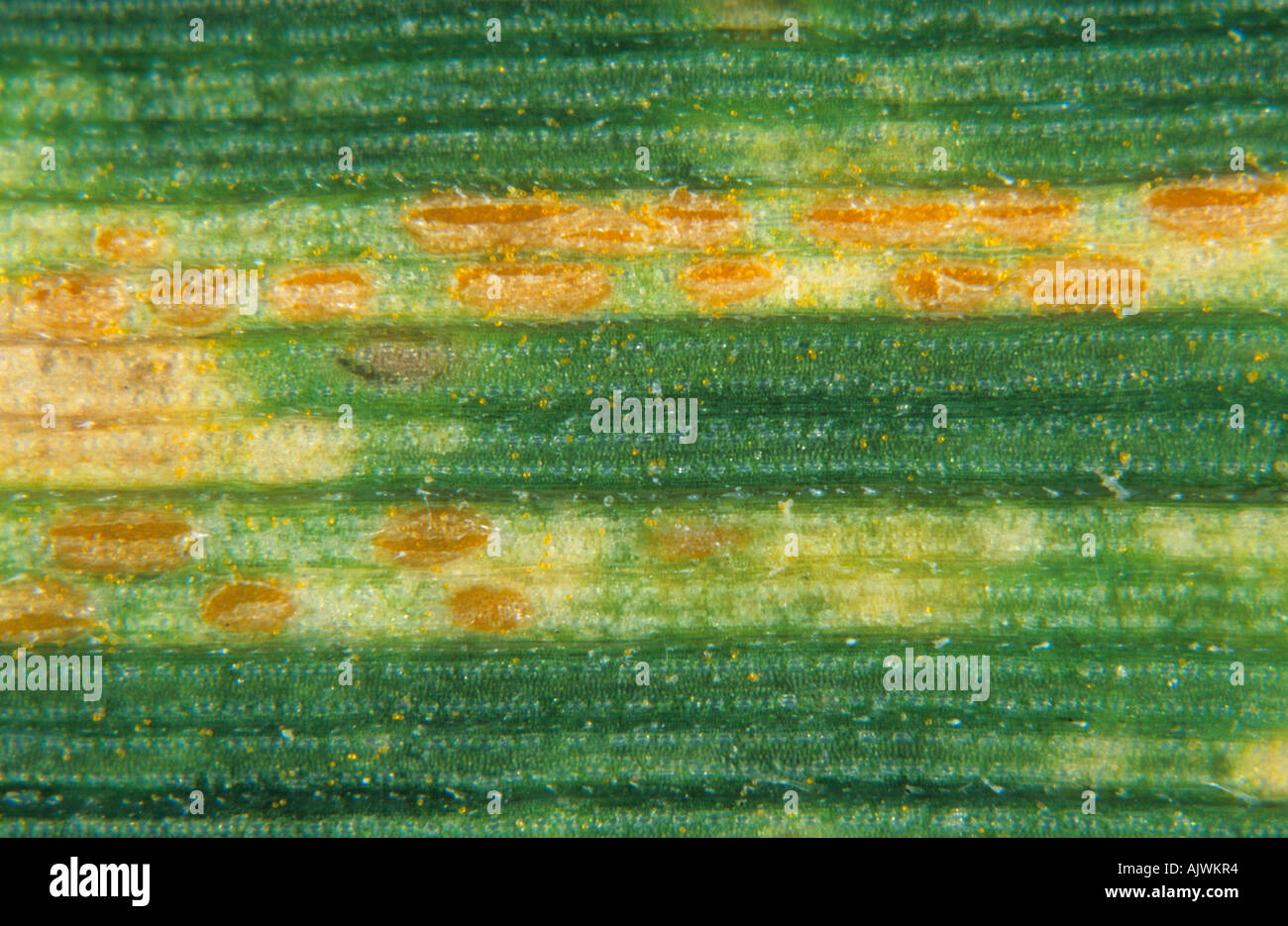 Rust pustules spores leaf fungi fungus hi-res stock photography and ...