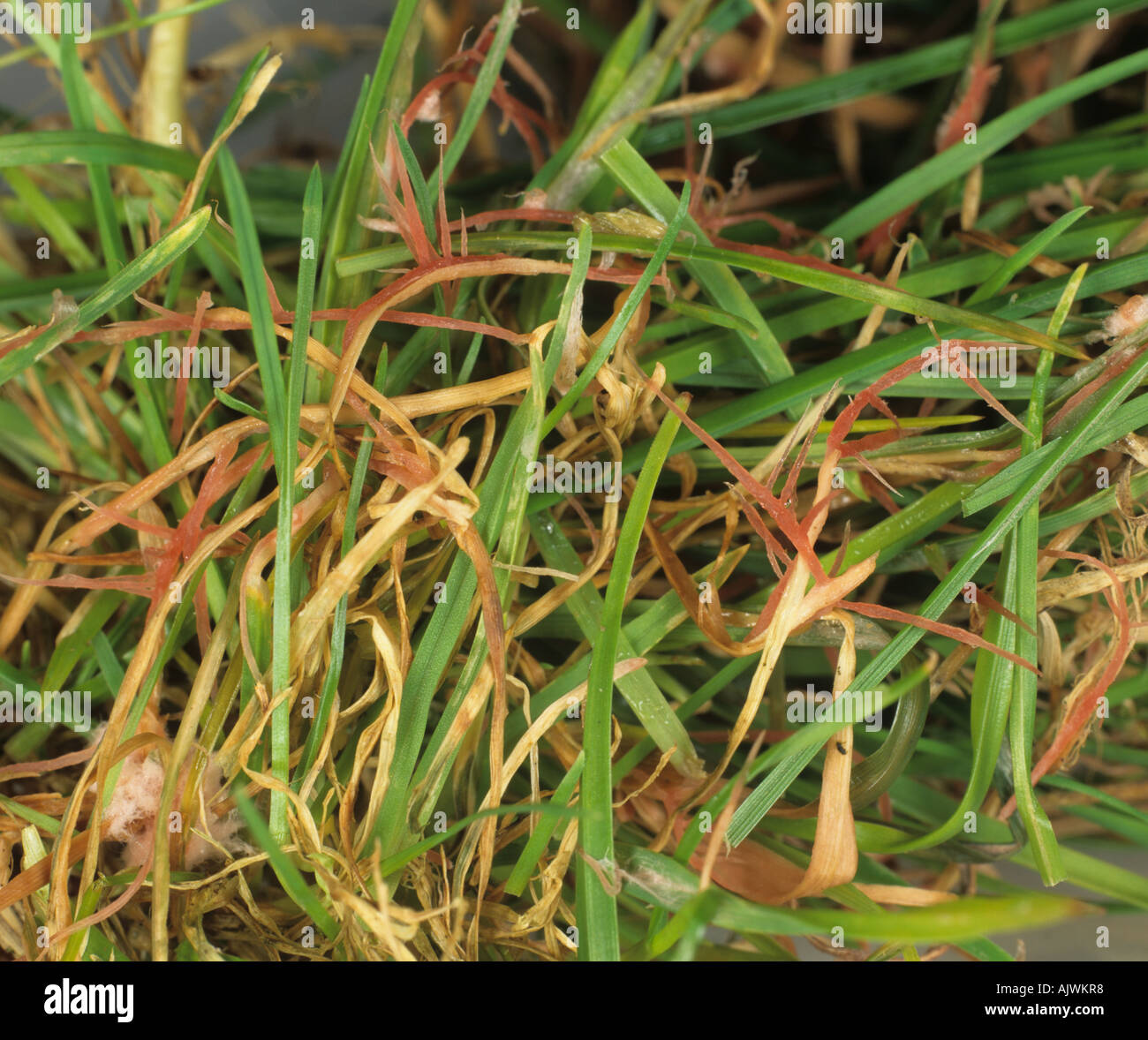 Turfgrass laetisaria hi-res stock photography and images - Alamy