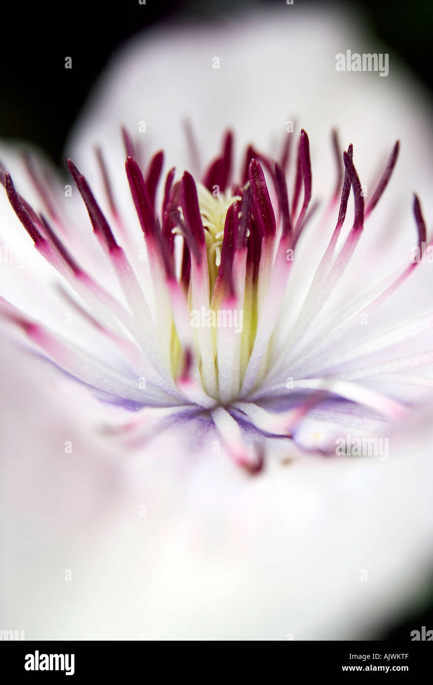 Clematis hagley hybrid hi-res stock photography and images - Alamy