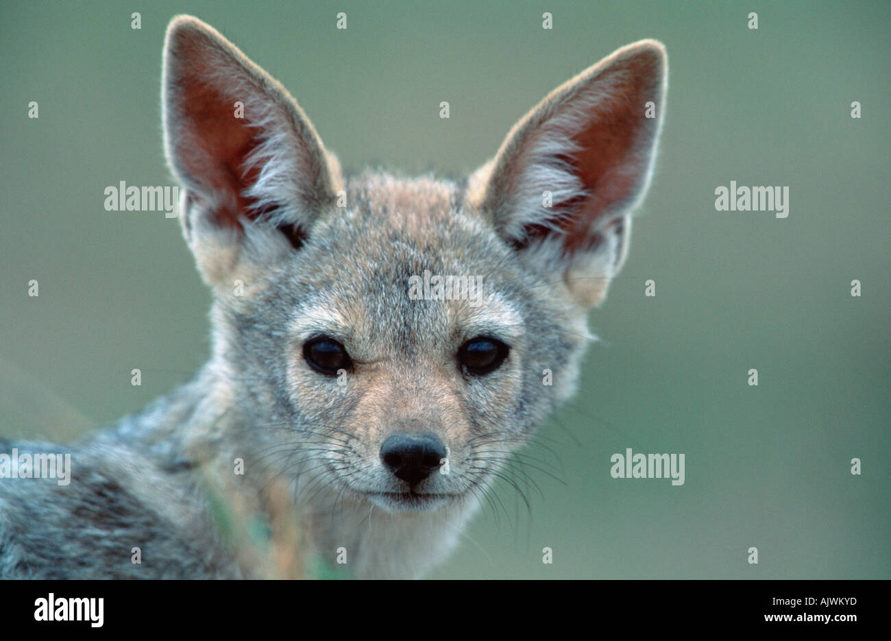 Jackal from tanzania hi-res stock photography and images - Alamy