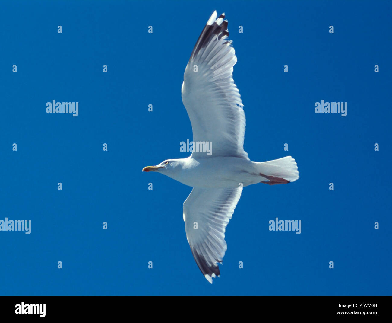Flight of seagulls in blue sky color colour hi-res stock photography ...