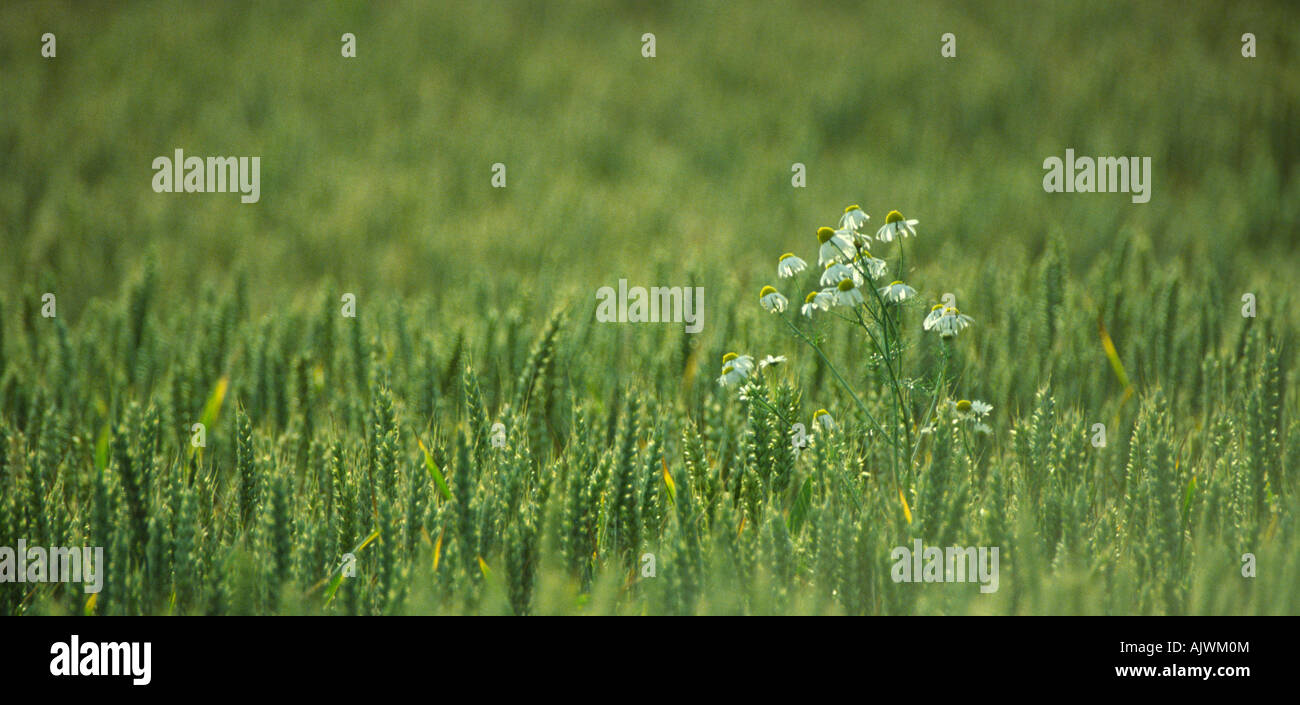 Flowers in a field of wheat Stock Photo - Alamy