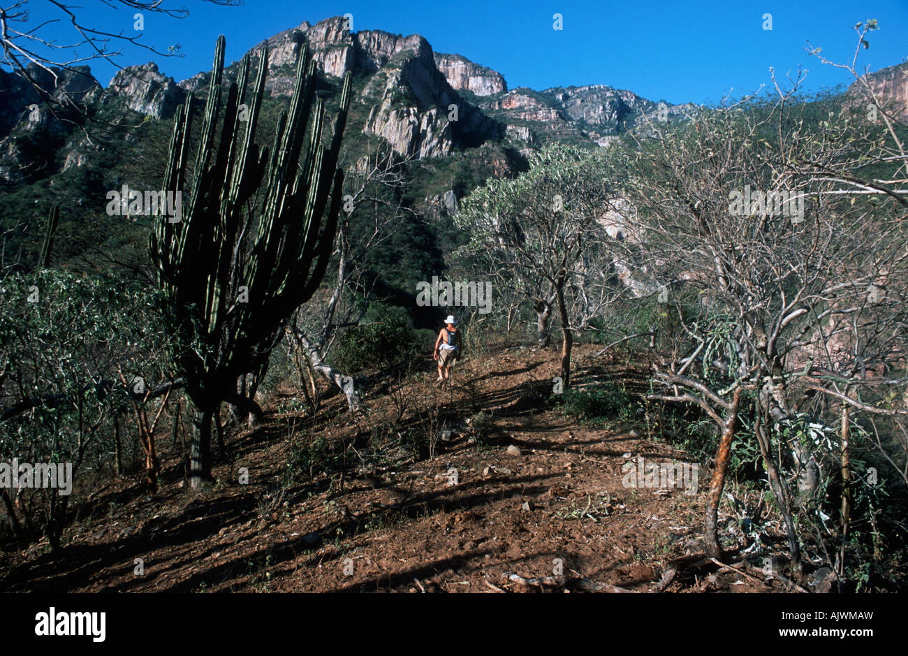 Male trekker, Copper canyon, Mexico Stock Photo - Alamy