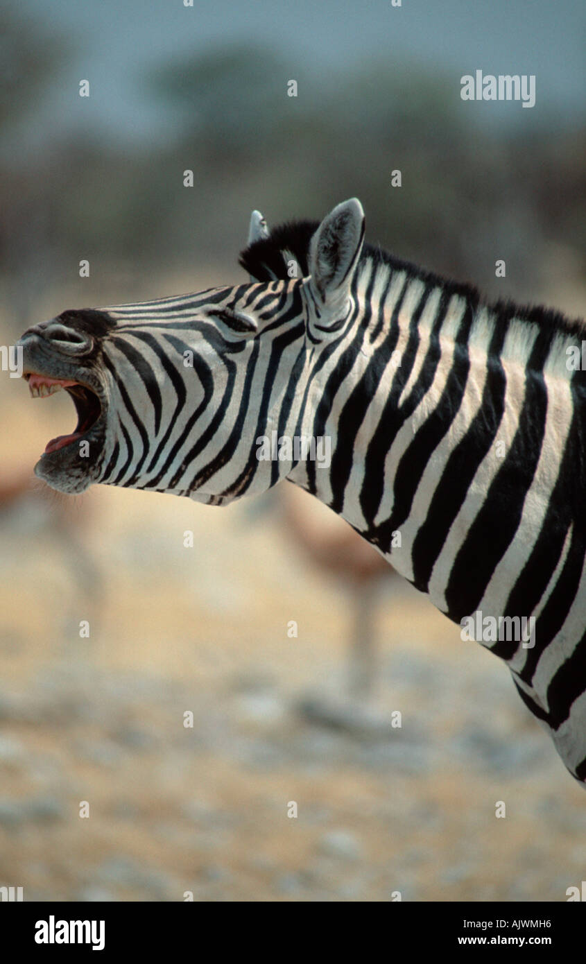 Zebra yawning hi-res stock photography and images - Alamy