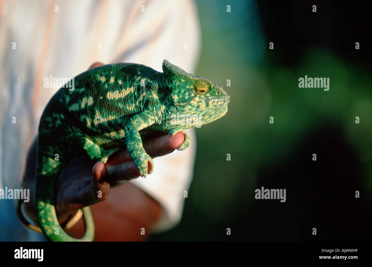 Human chameleon hi-res stock photography and images - Alamy