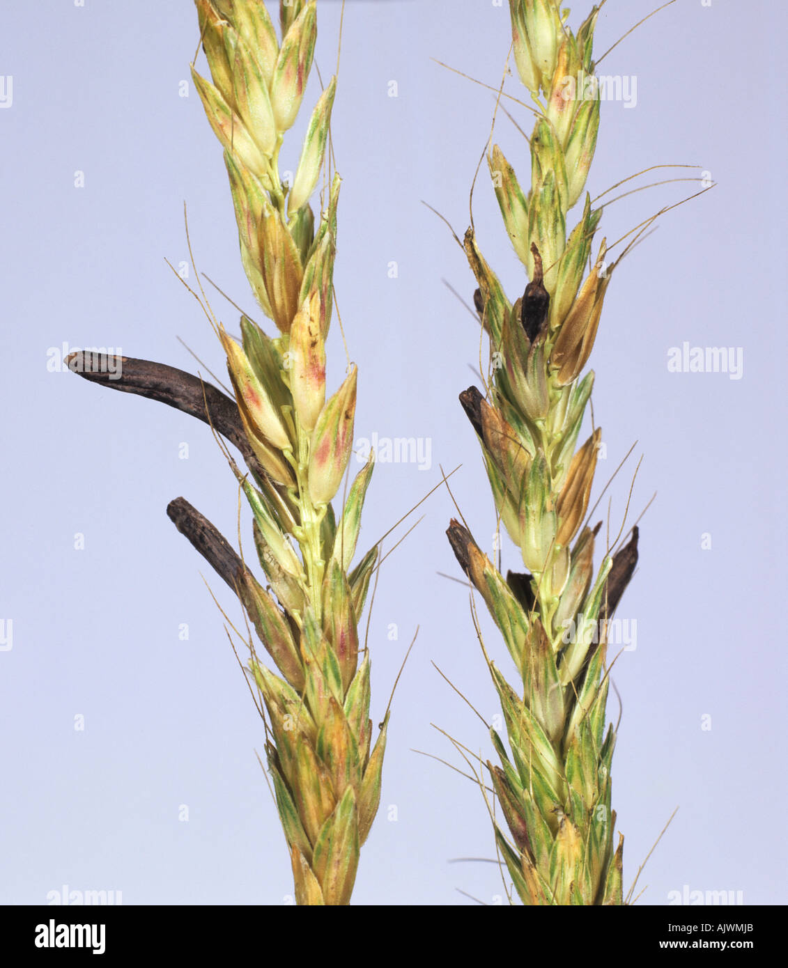 Ergot Claviceps purpurea replacing seeds in Phleum sp seedhead Stock ...