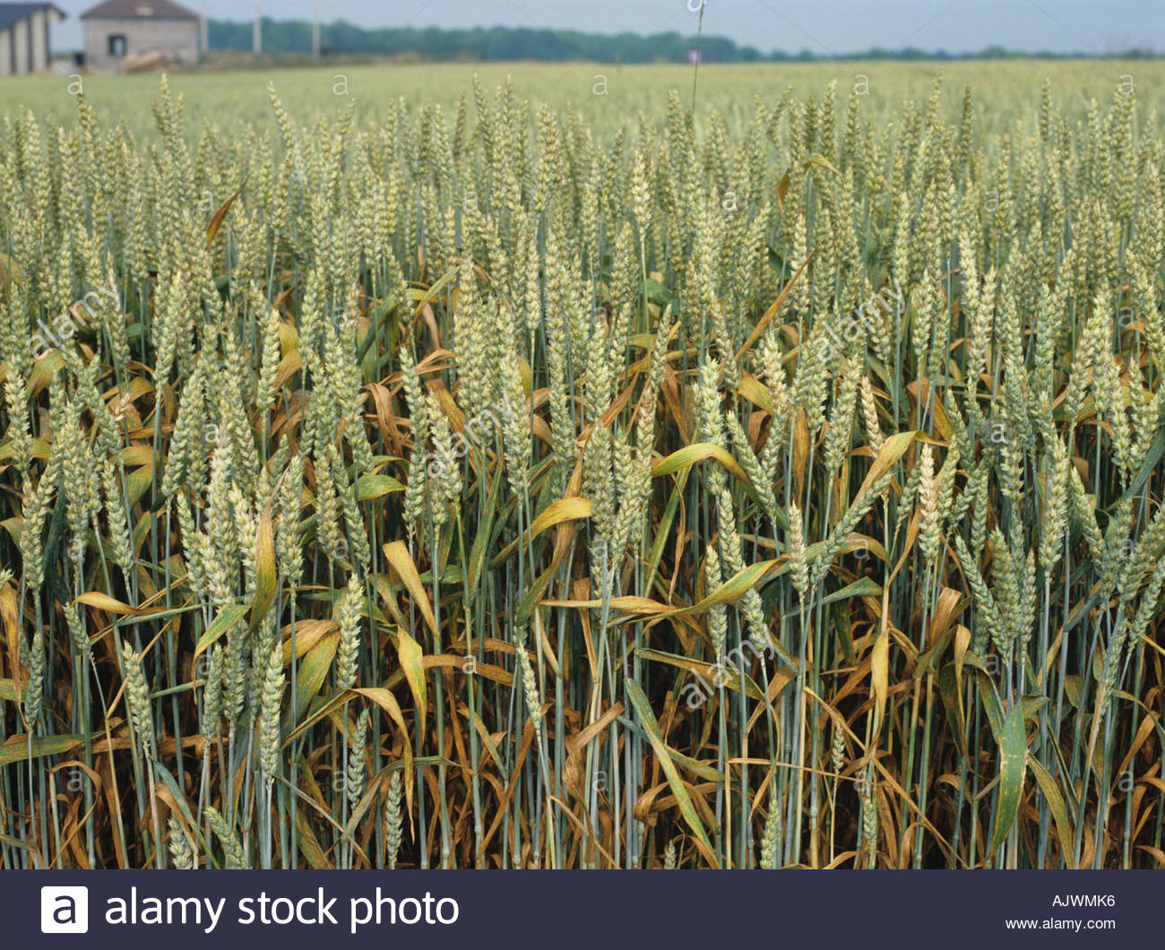Pucciniomycetes Stock Photos & Pucciniomycetes Stock Images - Alamy