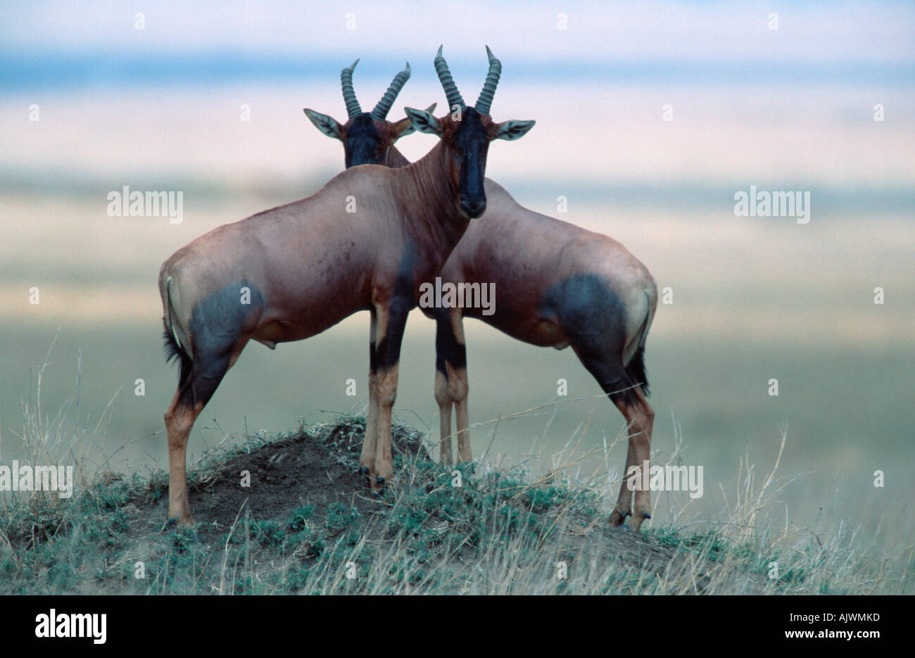 Topi pair hi-res stock photography and images - Alamy