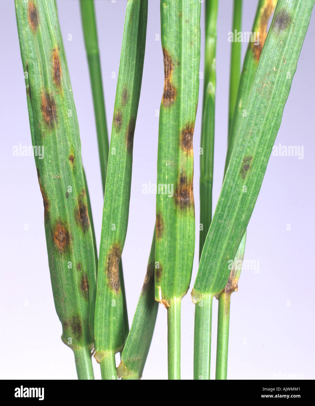 Dreschlera leaf spot Drechslera siccans lesions on ryegrass leaves ...