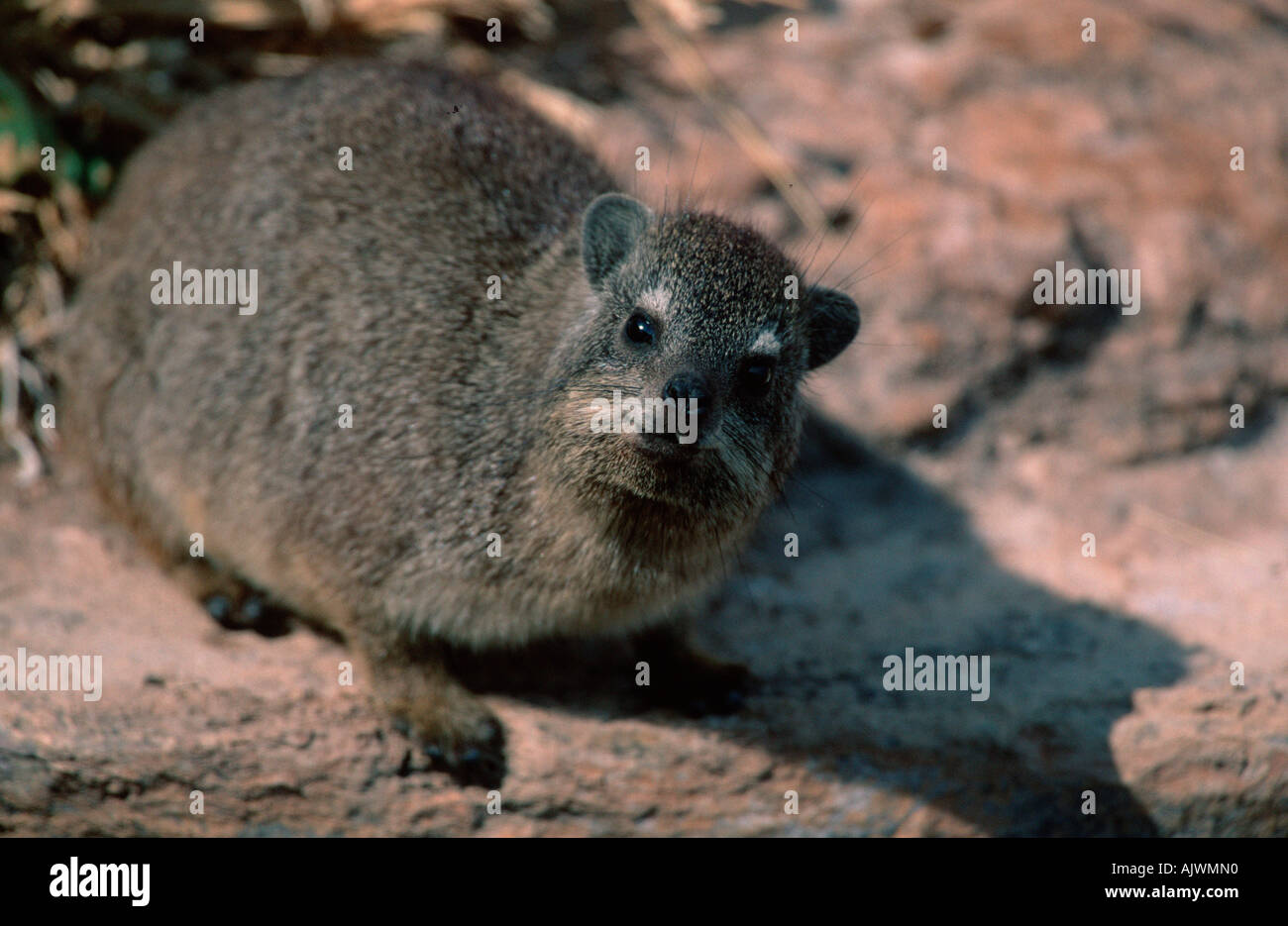 Common Rock Hyrax Stock Photo - Alamy