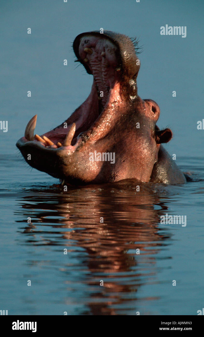 Hippopotamus hippopotamus amphibius aggressive threat hi-res stock ...