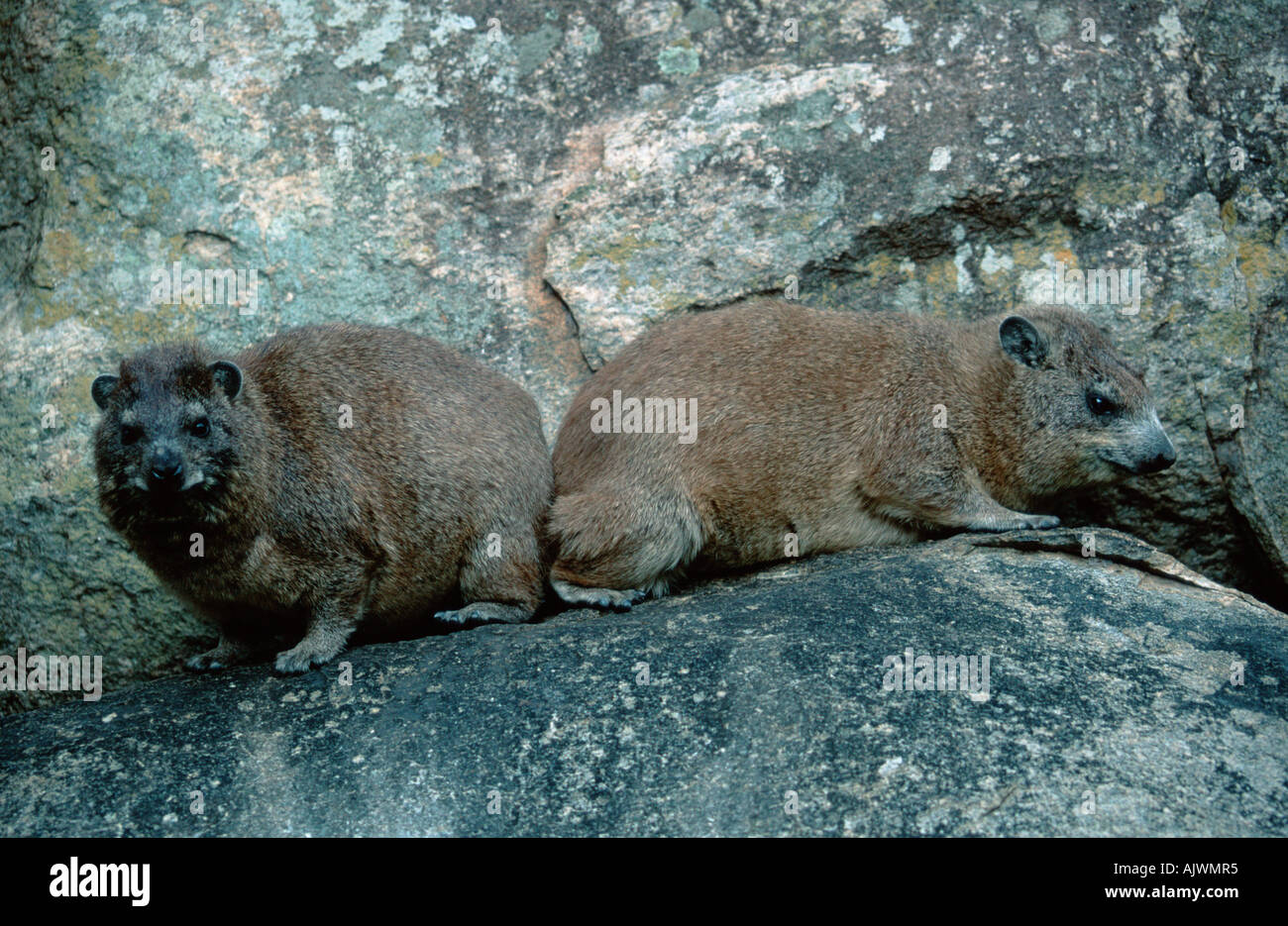 Common Rock Hyrax Stock Photo - Alamy