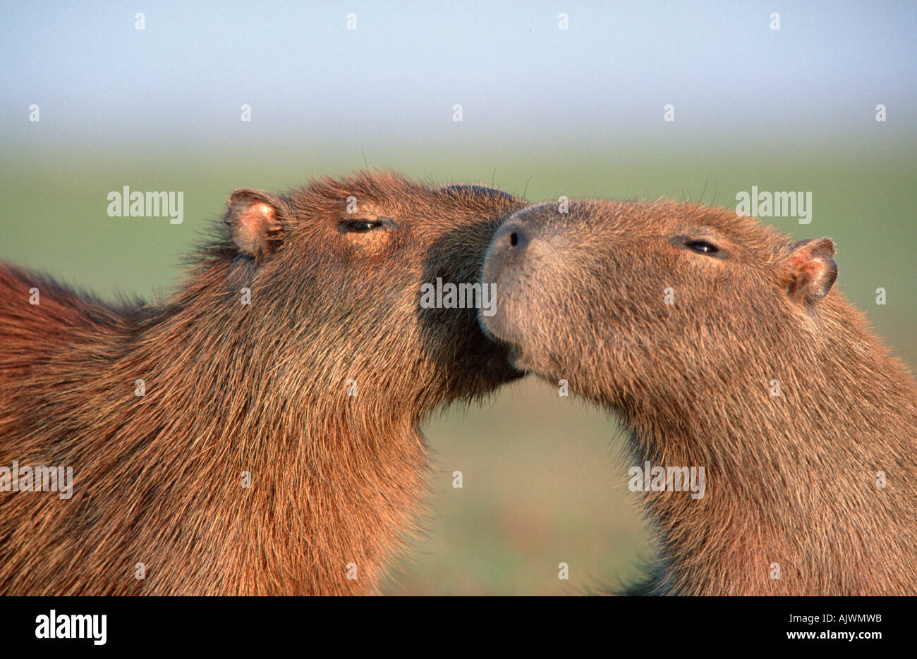 Carpincho / Capybara Stock Photo - Alamy