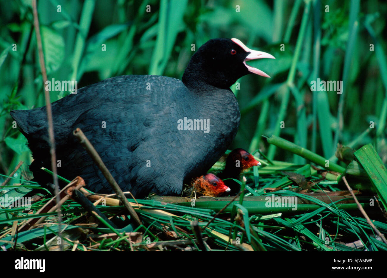Female coot young chicks hi-res stock photography and images - Alamy