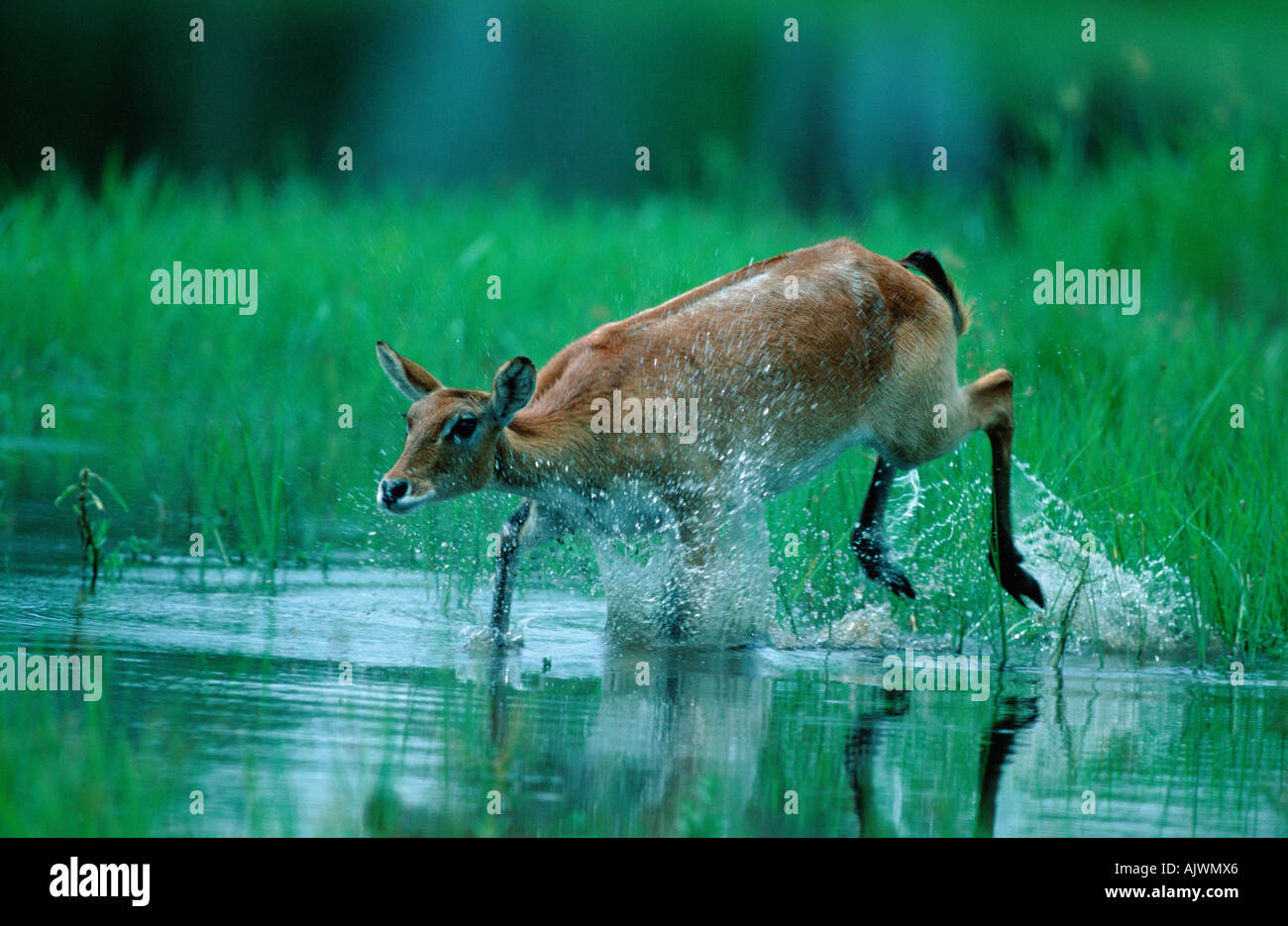 Running waterbuck hi-res stock photography and images - Alamy