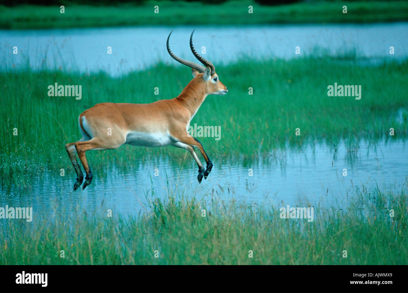 Waterbuck jumping hi-res stock photography and images - Alamy