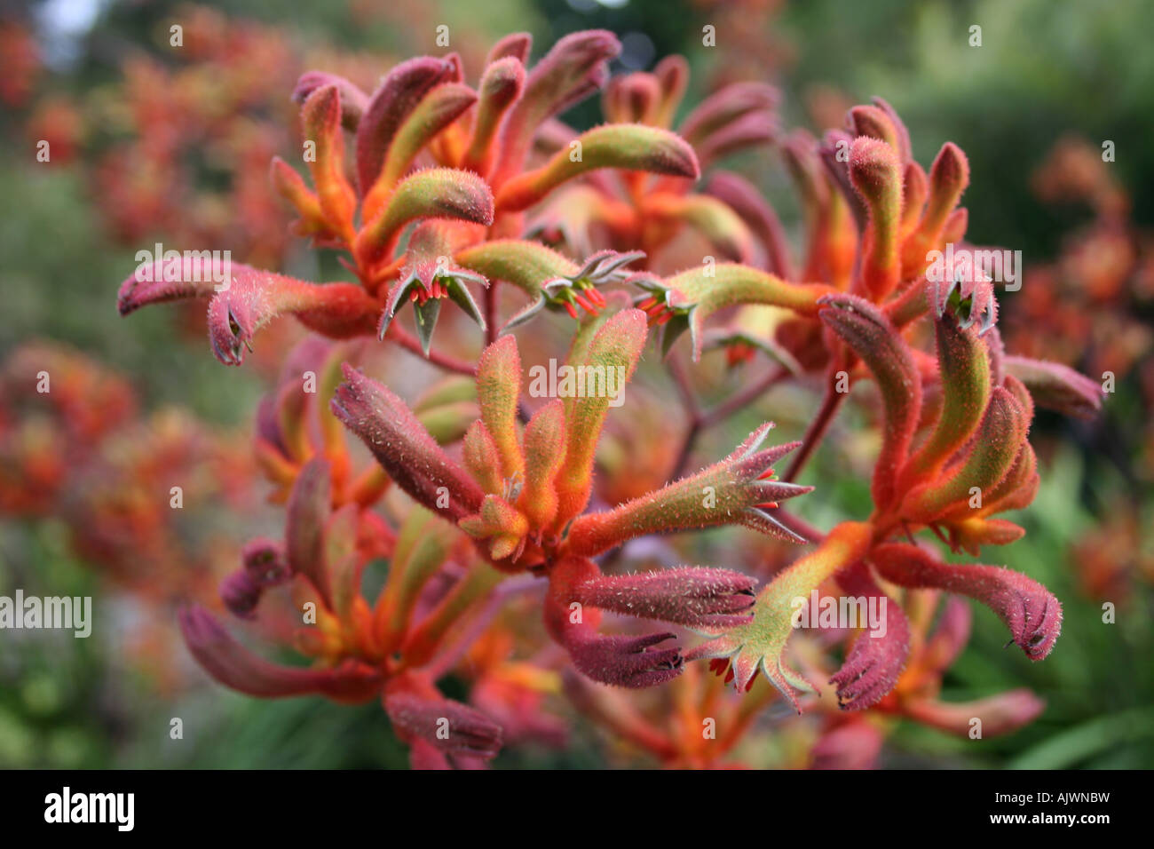 Kangaroo paw flower hi-res stock photography and images - Alamy
