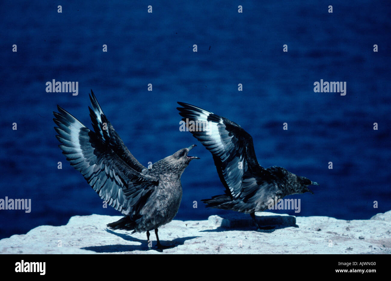 Falkland Skuas High Resolution Stock Photography and Images - Alamy