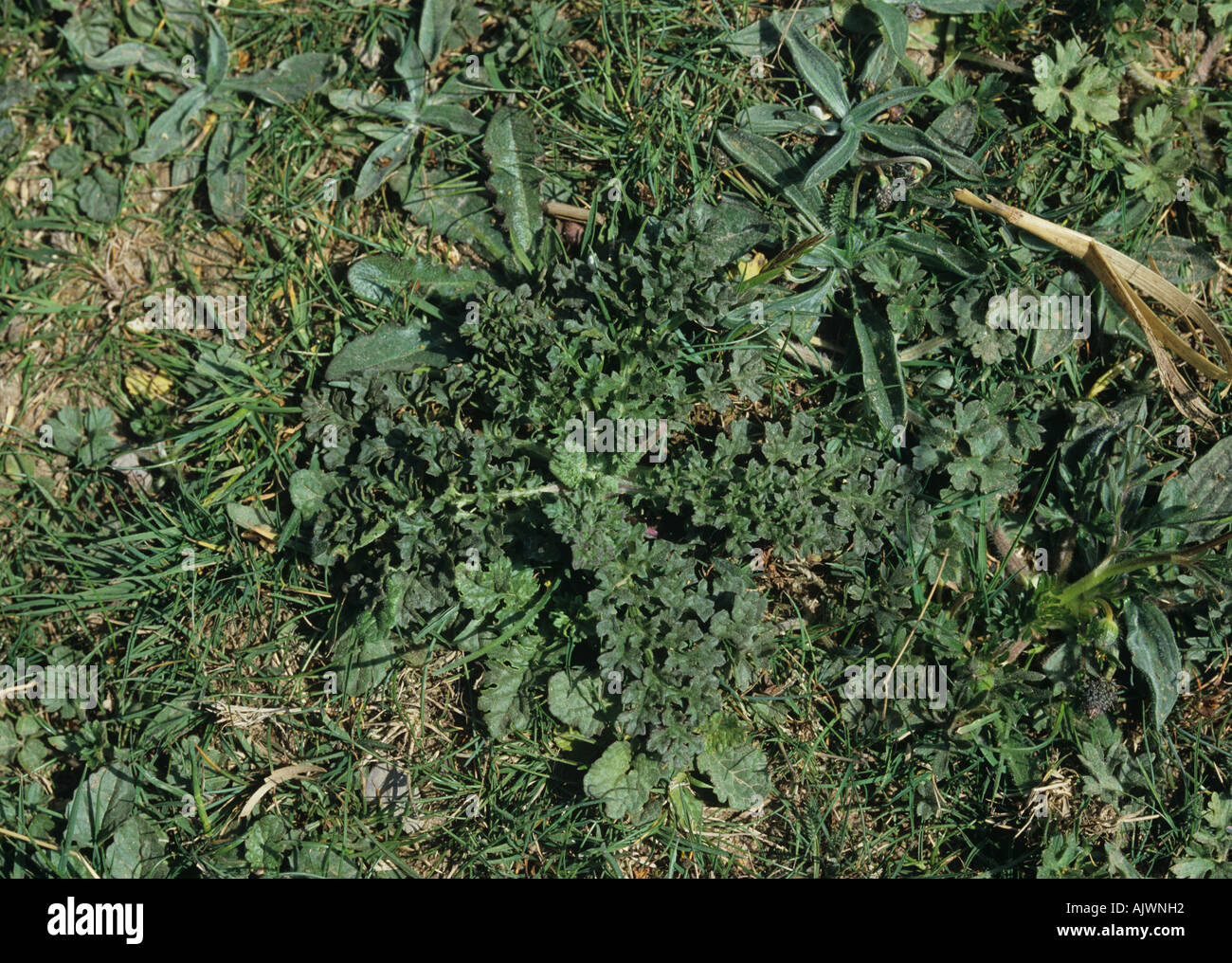 Old each other hi-res stock photography and images - Alamy