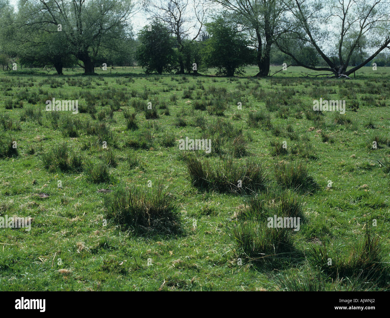 Hard rush Juncus sp rushes in a damp grass field Stock Photo - Alamy