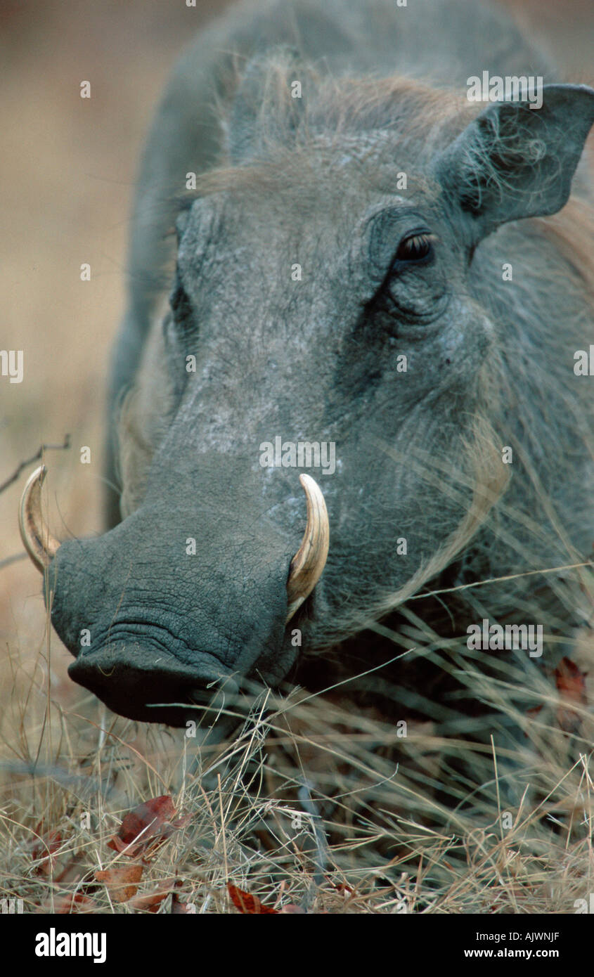 Cape Wart Hog / Desert Wart Hog Stock Photo - Alamy