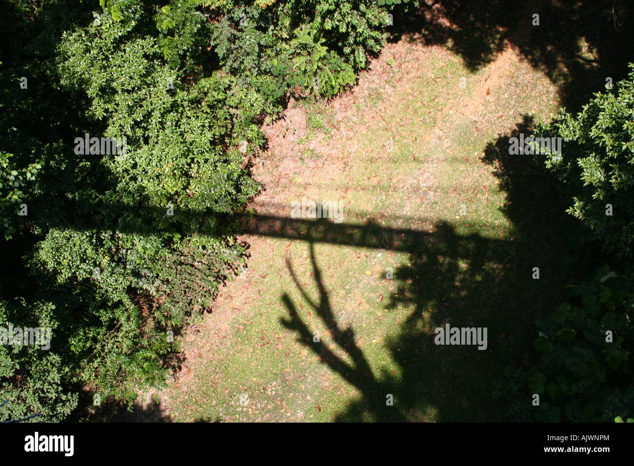 Shadow of Treetop walk suspension bridge, Macritchie Catchment Reserve ...