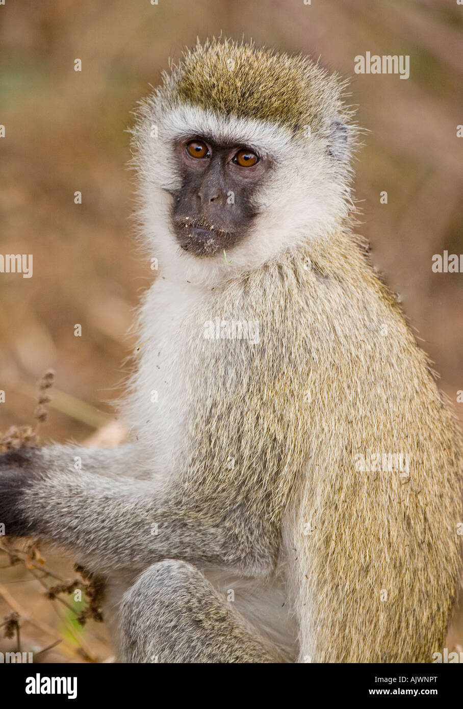 Vervet monkey, Ngorongoro Crater, Tanzania Stock Photo - Alamy