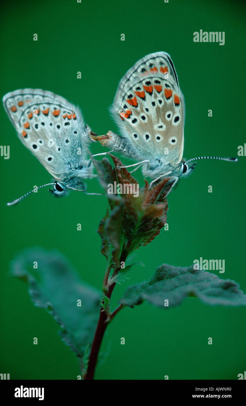 Idas blue butterfly hi-res stock photography and images - Alamy