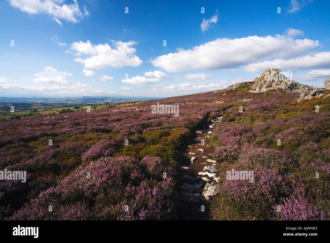 Stiperstones Nature Reserve High Resolution Stock Photography and ...