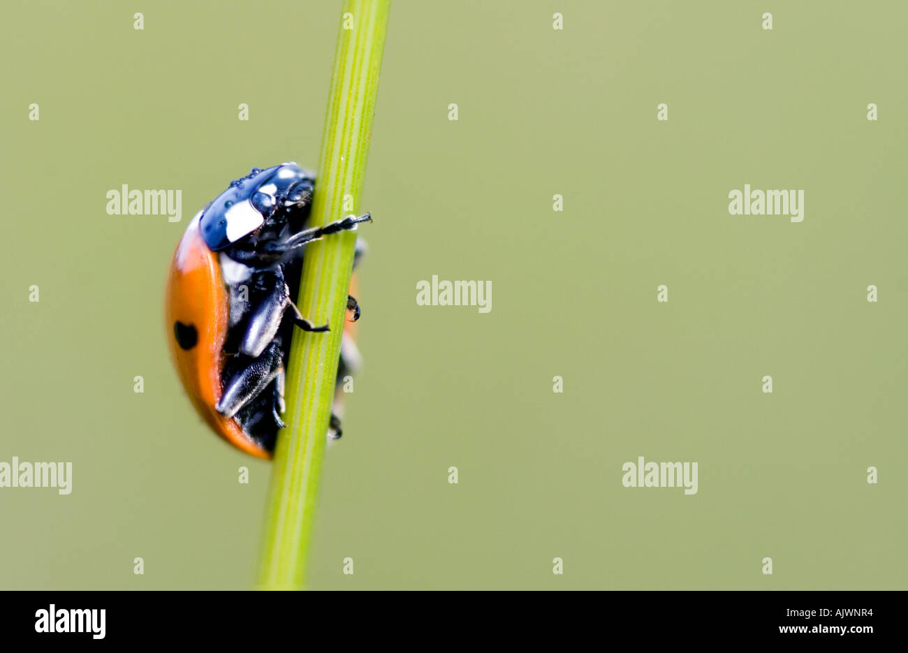 Ladybirds aphids uk hi-res stock photography and images - Alamy