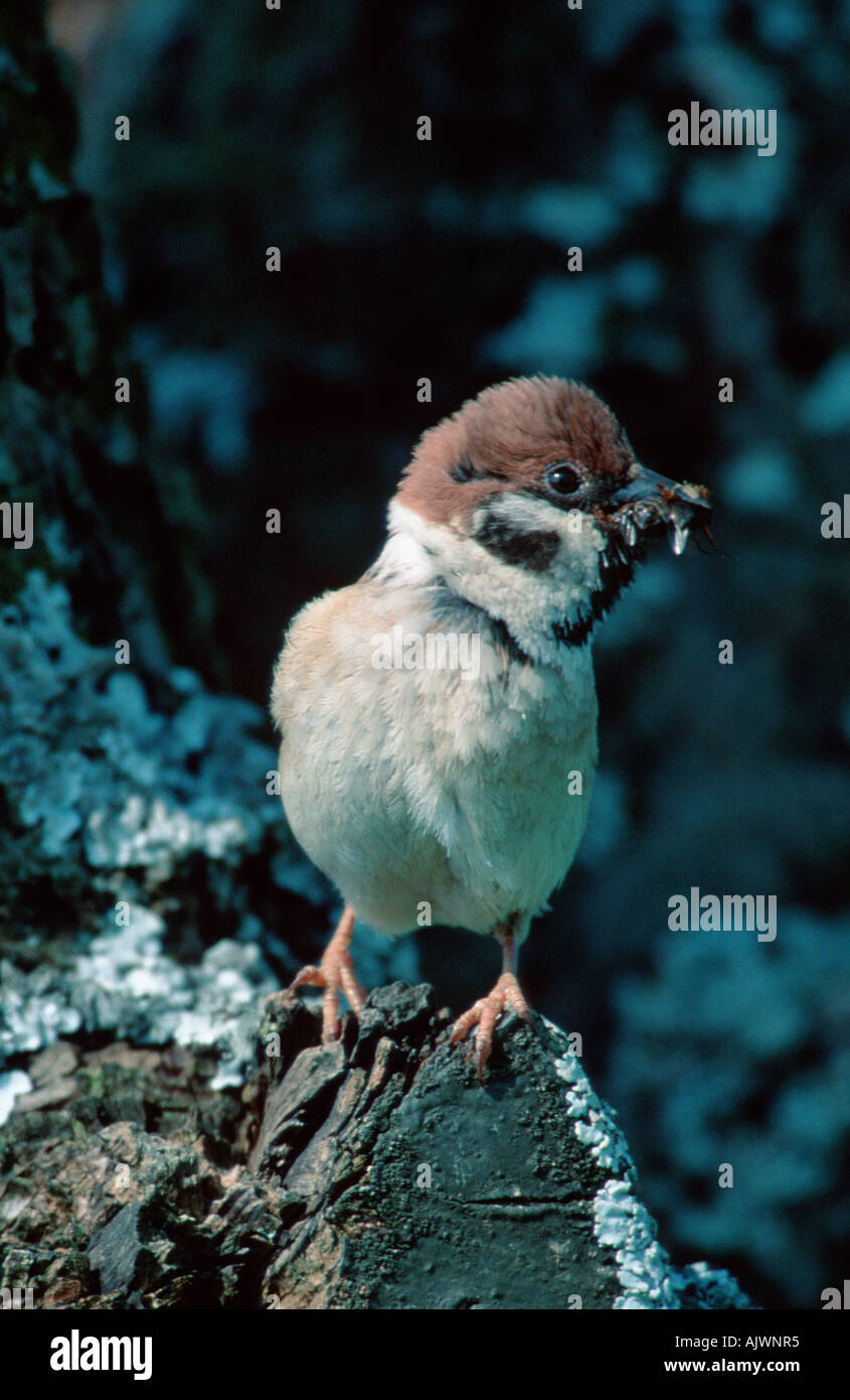 Sparrow from the front hi-res stock photography and images - Alamy