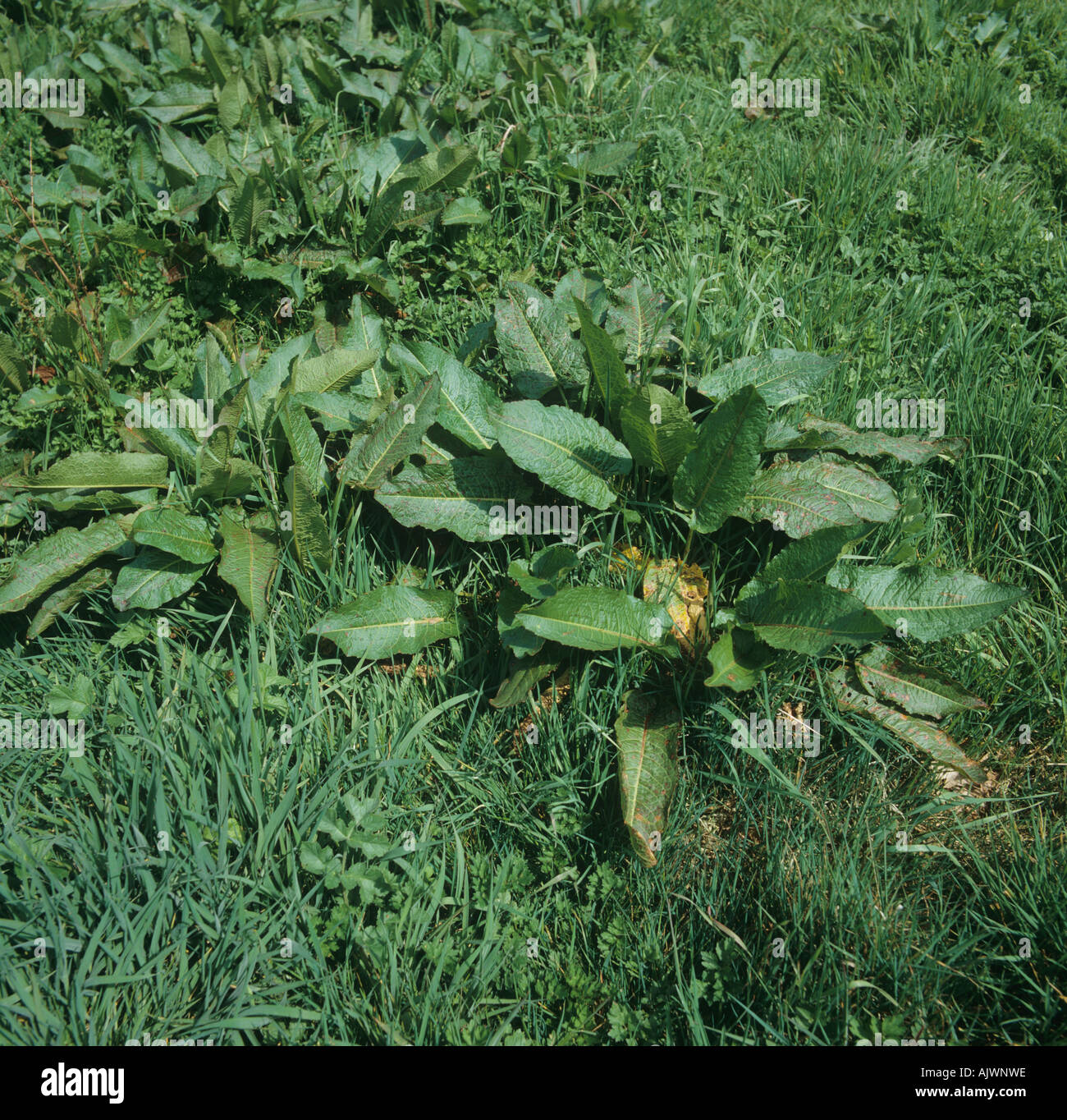 Weed docks hi-res stock photography and images - Alamy