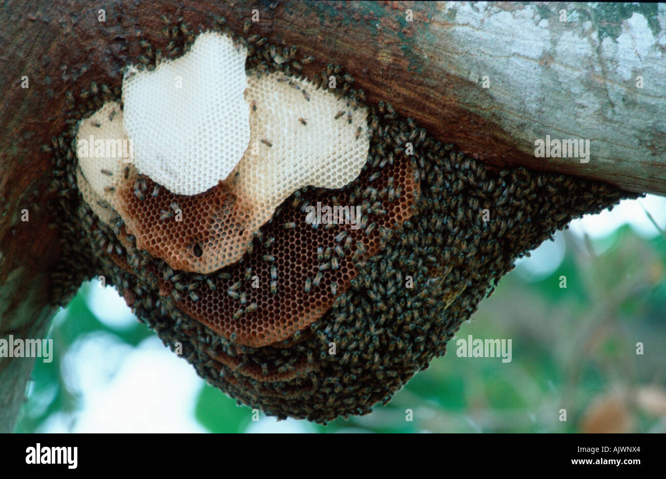 African Killer Bee Stock Photo - Alamy
