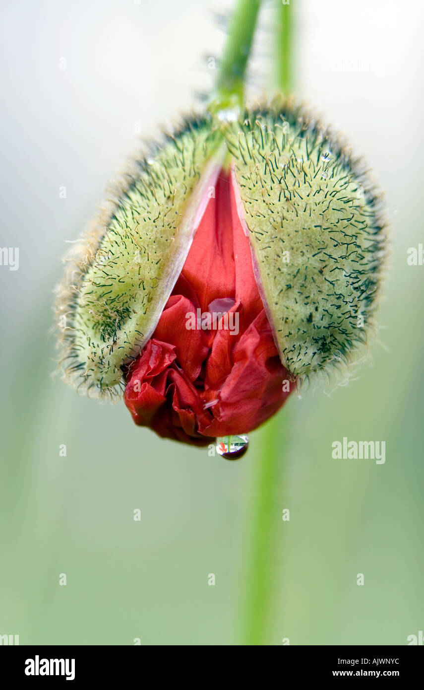 Emerging poppy flower hi-res stock photography and images - Alamy
