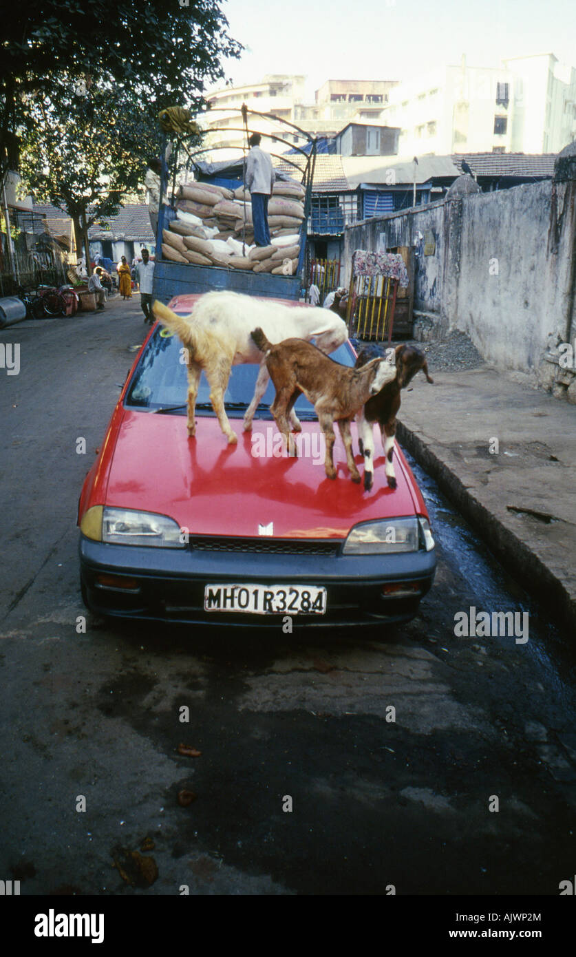 Goats on red car.India Stock Photo - Alamy