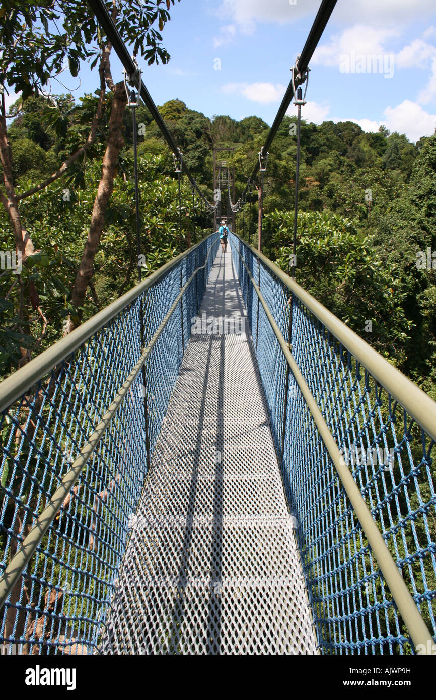 Tree Top Walk Sg