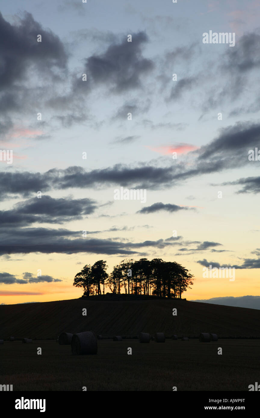 Roundel of trees near Aberlemno, Angus, Scotland, UK Stock Photo - Alamy