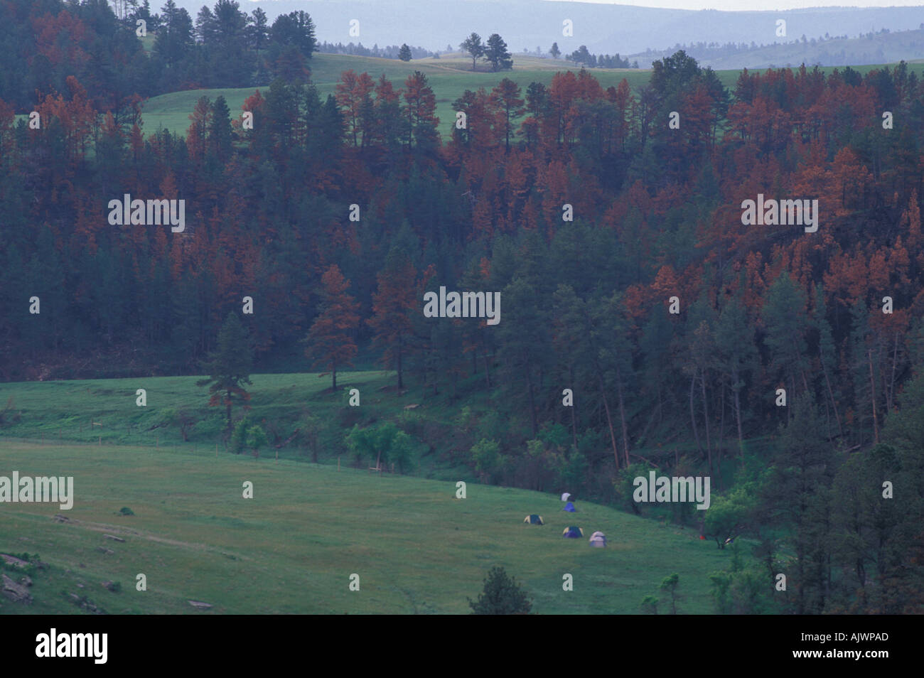 Wind cave national park forest hi-res stock photography and images - Alamy