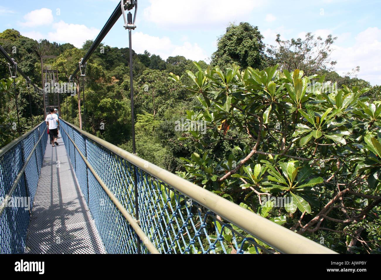 Tree Top Walk Sg