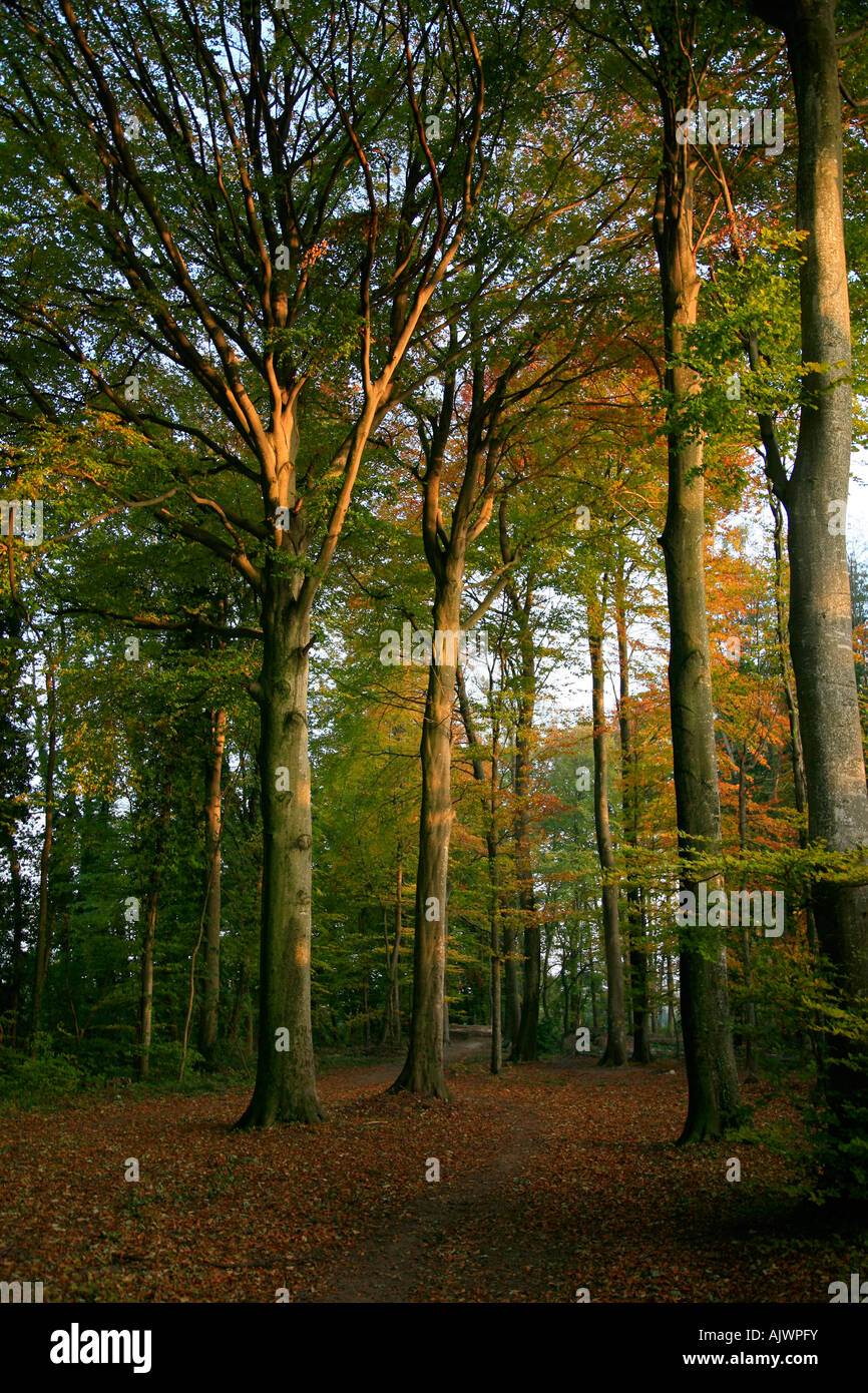 Beautiful huge trees of European beech or common beech (Fagus sylvatica ...