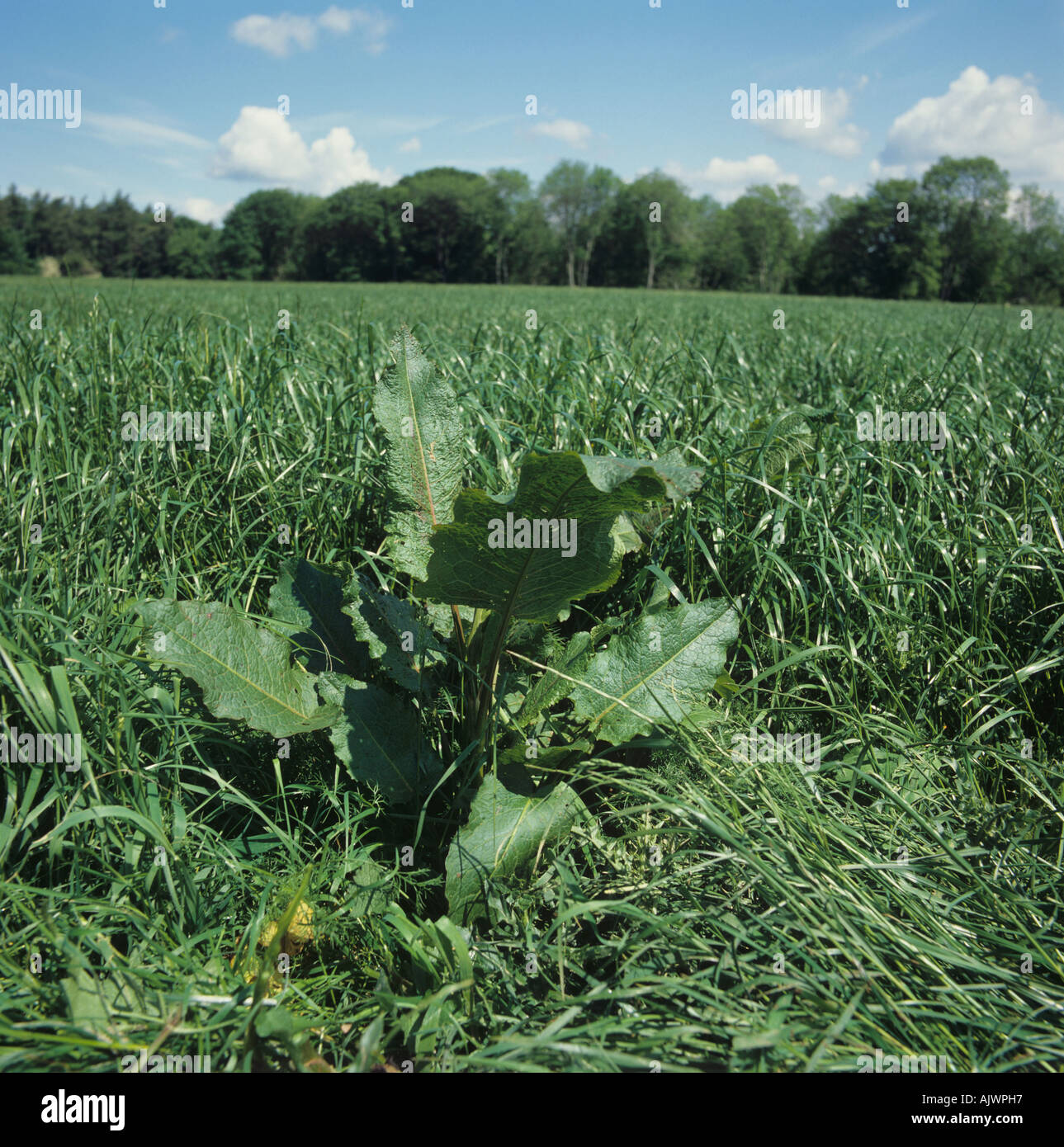 Dock weed hi-res stock photography and images - Alamy