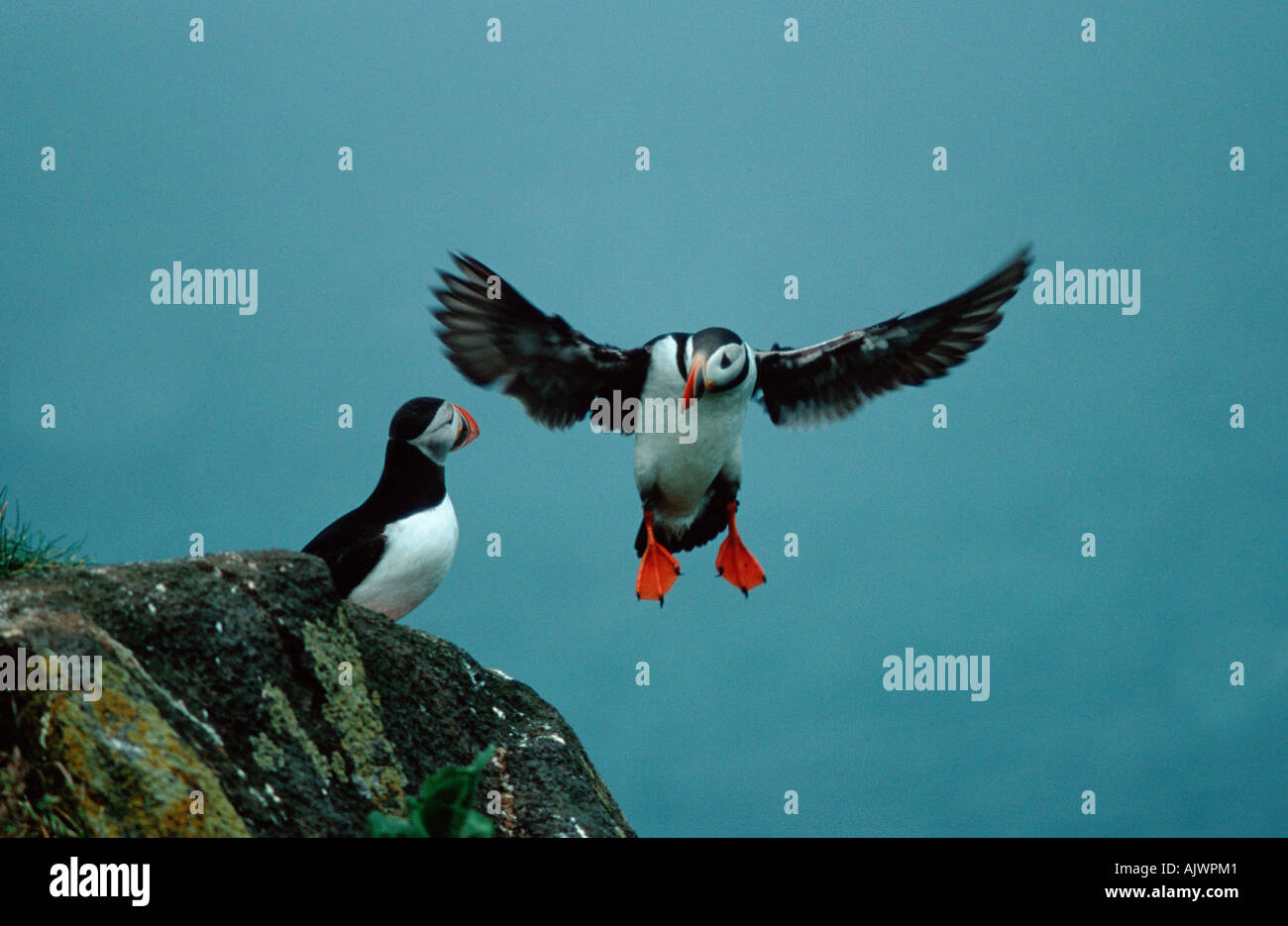 Two puffins flying hi-res stock photography and images - Alamy