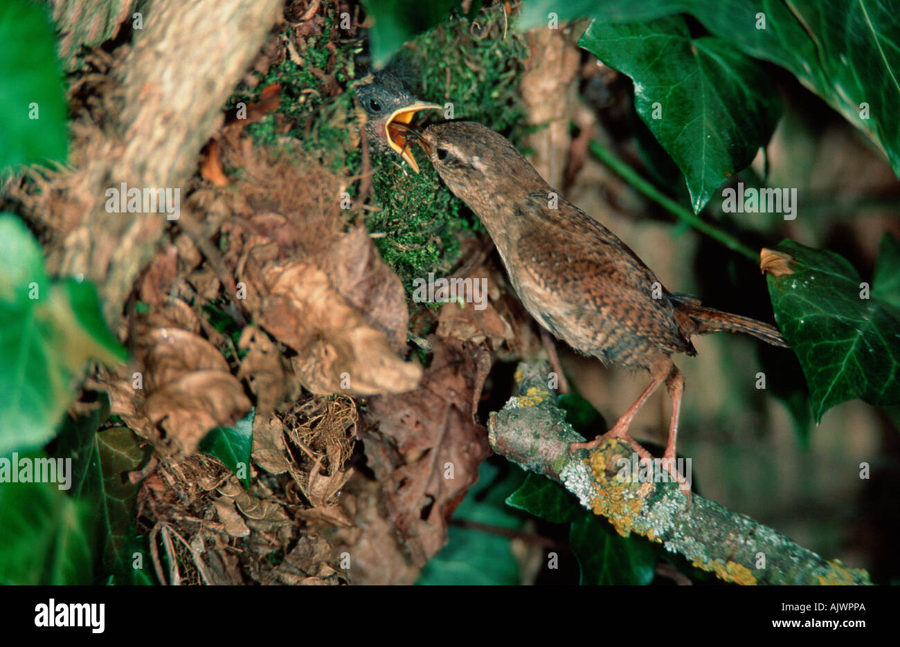 Wren feeding young hi-res stock photography and images - Alamy