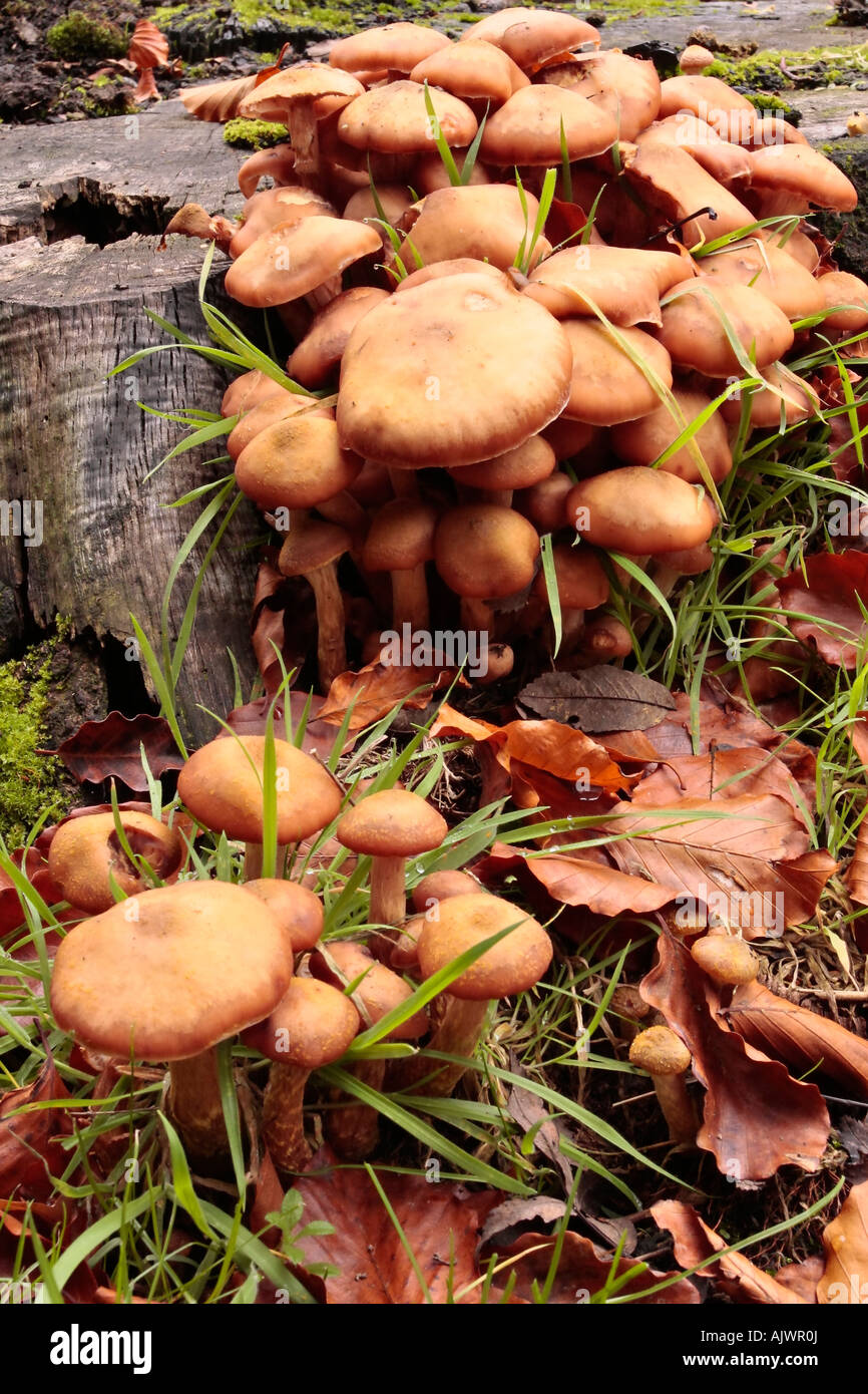 Fungi growing on rotting tree stump in Sussex woodland in autumn. UK ...
