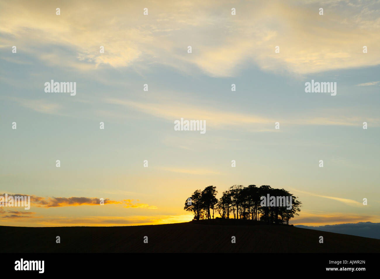 Roundel of trees hi-res stock photography and images - Alamy