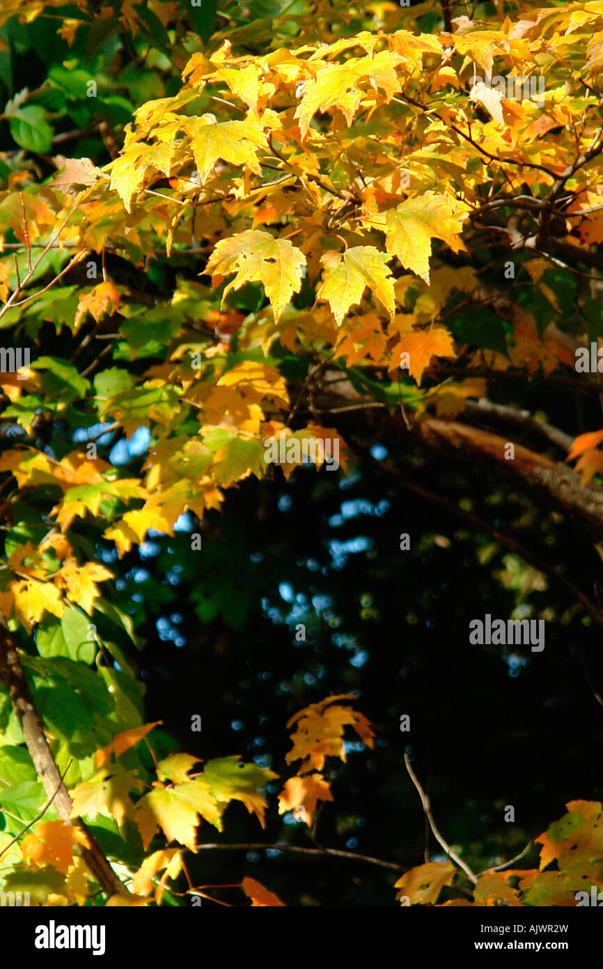 Vibrantly Colored Autumn Leaves Fall Foliage Stock Photo - Alamy