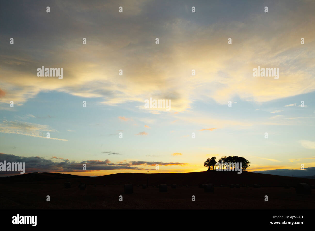 Roundel of trees near Aberlemno, Angus, Scotland, UK Stock Photo - Alamy