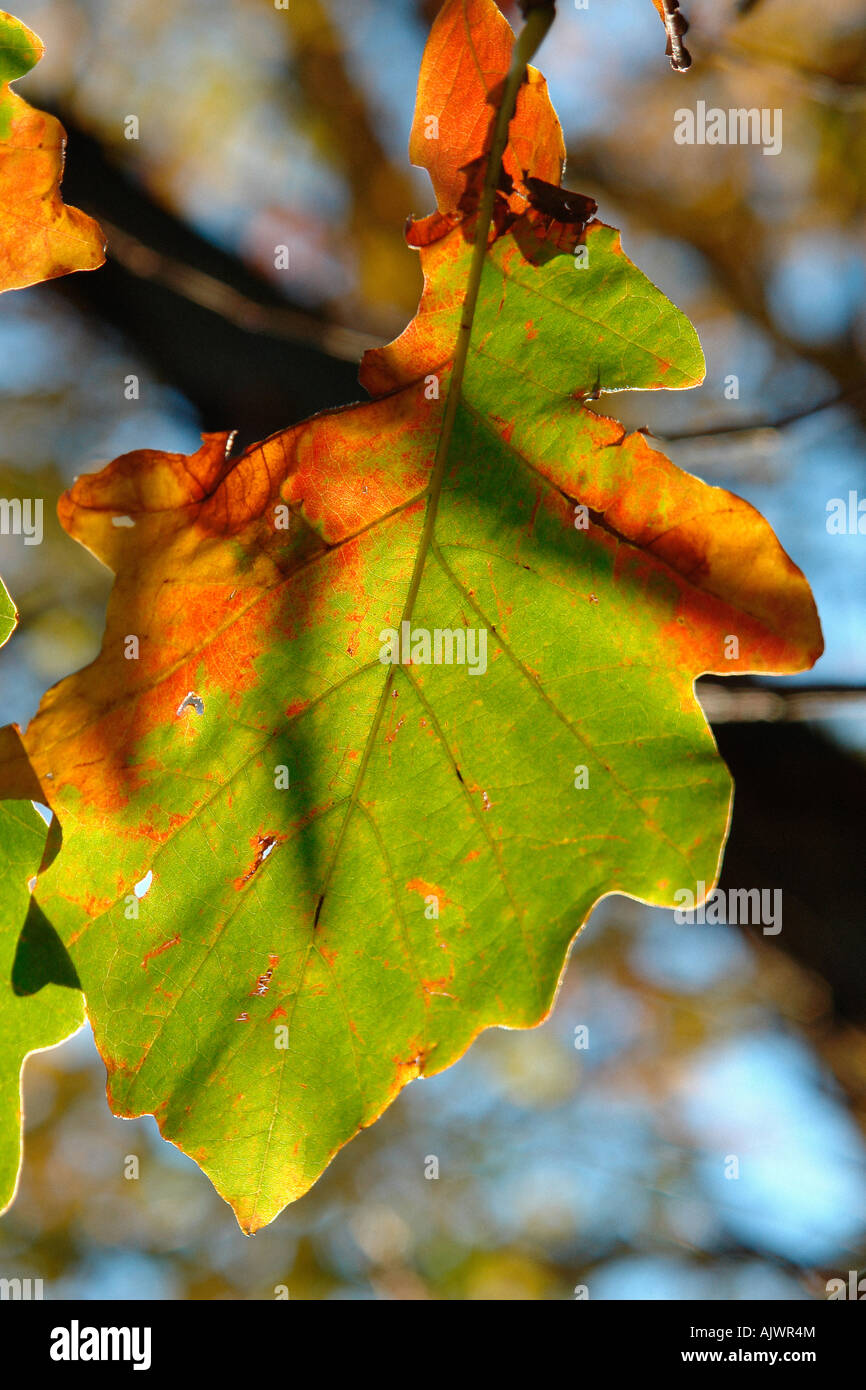 Vibrantly Colored Autumn Leaf Fall Foliage Stock Photo - Alamy