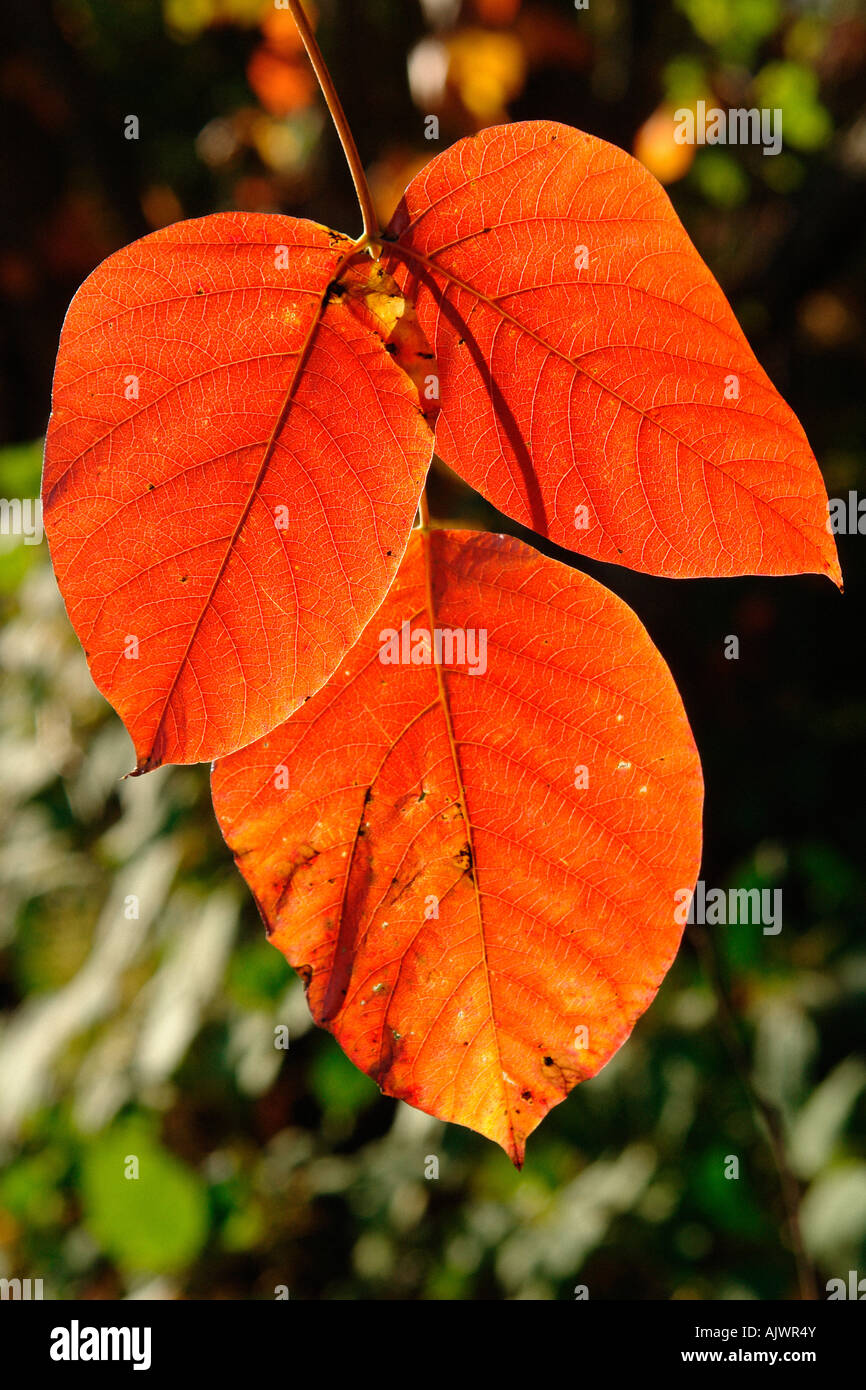 Vibrantly Colored Autumn Leaves Fall Foliage Stock Photo - Alamy