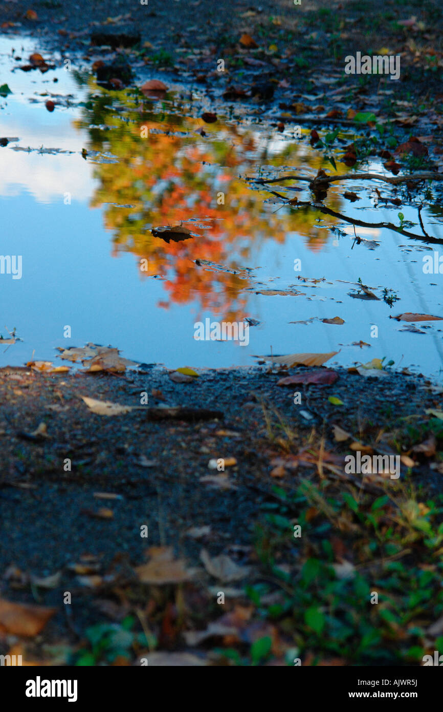 Vibrantly Colored Fall Foliage Autumn Leaves Reflected in a Puddle of ...